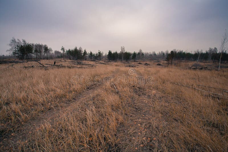 Burnt forest stock image. Image of birch, rainy, trees - 46594683