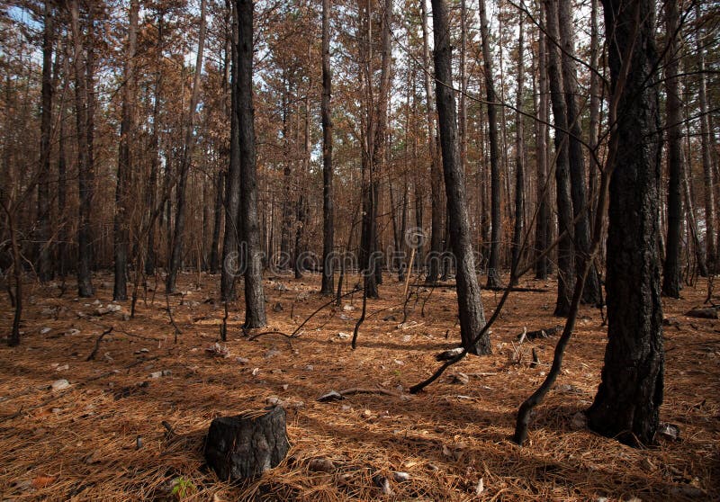 Burnt forest stock image. Image of pine, nature, fire - 50635341