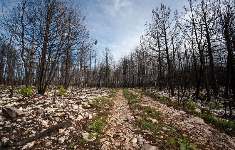 Burnt forest stock photo. Image of forests, combusted - 50636466