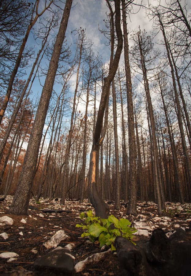 Forest flora stock photo. Image of environment, ground - 11520990