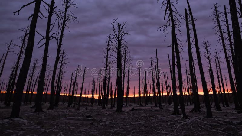 Burnt Forest with Silhouetted Trees at Sunset, Eerie and Dramatic ...