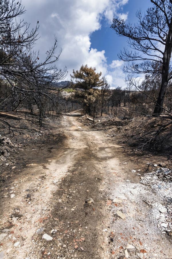Burnt Forest Trail Penteli Wildfire Stock Photos - Free & Royalty-Free ...