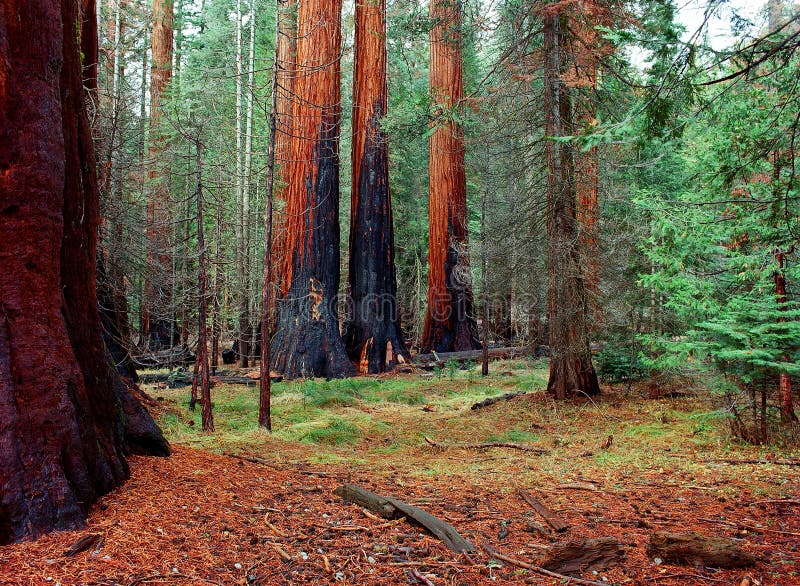 Burnt Giant Sequoia Tree Sequoiadendron Giganteum in Sequoia Nat Stock ...