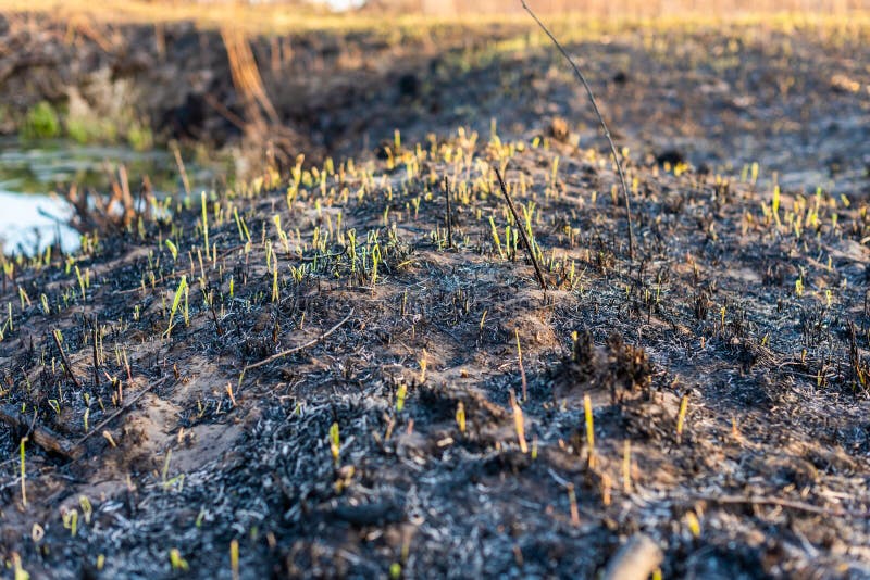 Burnt grass in the field stock photo. Image of environment - 179829654