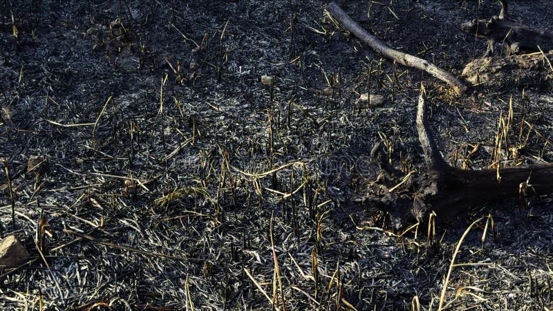 Burnt Grass and Soil after a Fire. Charred Remains of Plants and Stones ...