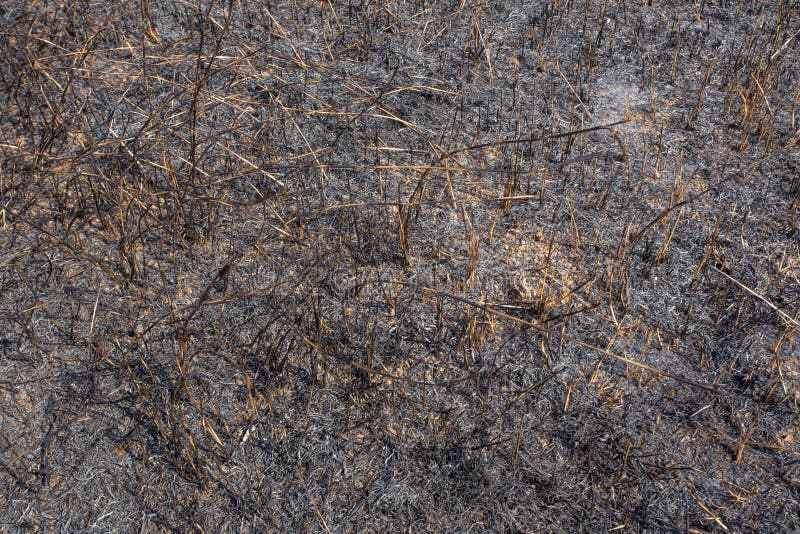 Burnt grass stock photo. Image of burned, summer, space - 38502928