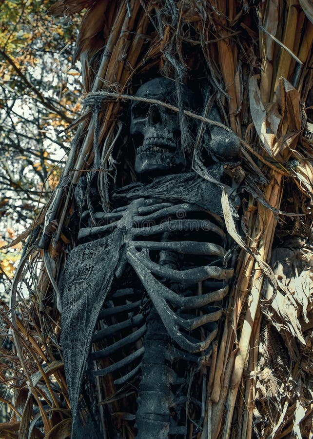 Burnt Husk Skeleton stock photo. Image of foliage, corn - 338779698