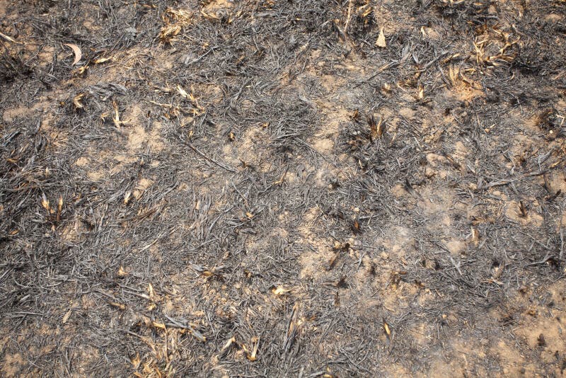 Burnt grass stock photo. Image of burned, summer, space - 38502928