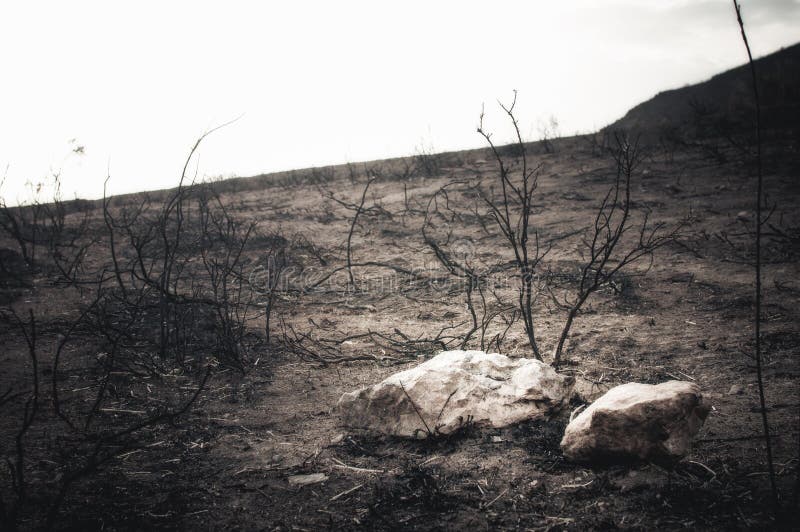Burnt Landscape after a Fire. Stock Image - Image of incendio, country ...