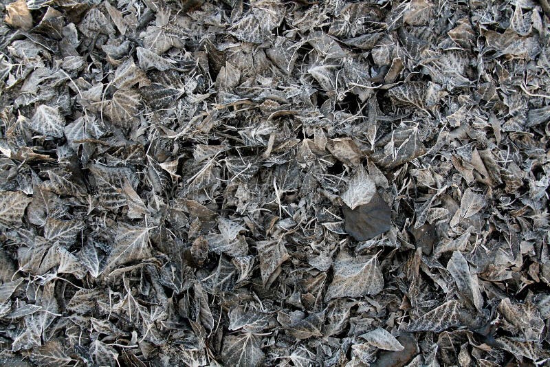 Burnt Leaves Texture stock image. Image of cracked, burnt - 39914609