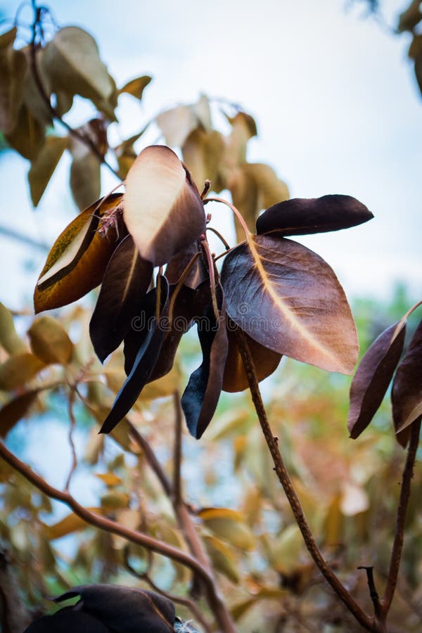 Burnt leaves stock image. Image of destruction, firefighting - 101178313