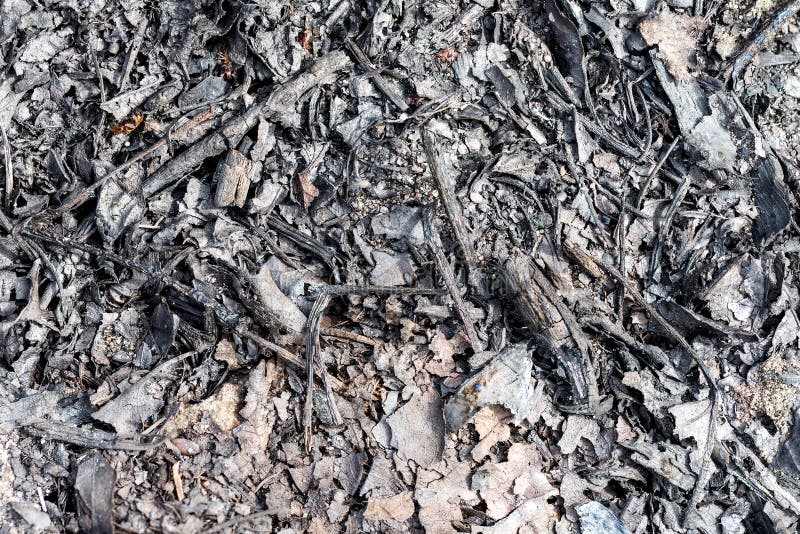 Burnt Leaves Texture stock image. Image of cracked, burnt - 39914609