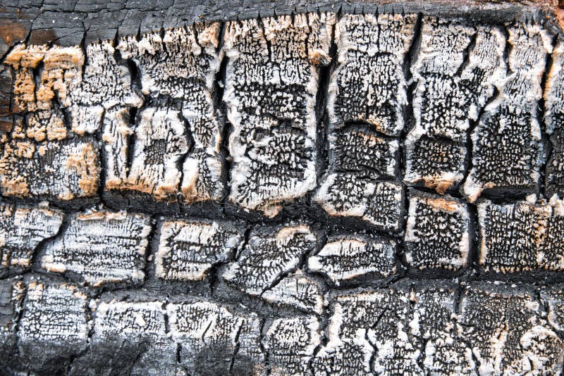The burnt log stock image. Image of texture, soul, white - 369063057