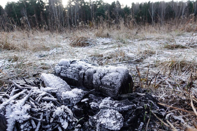 Burnt Logs on the Site of an Extinct Fire in the Winter, Covered with ...
