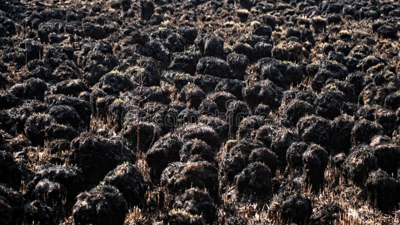 The burnt meadows stock image. Image of green, marsh - 197355617