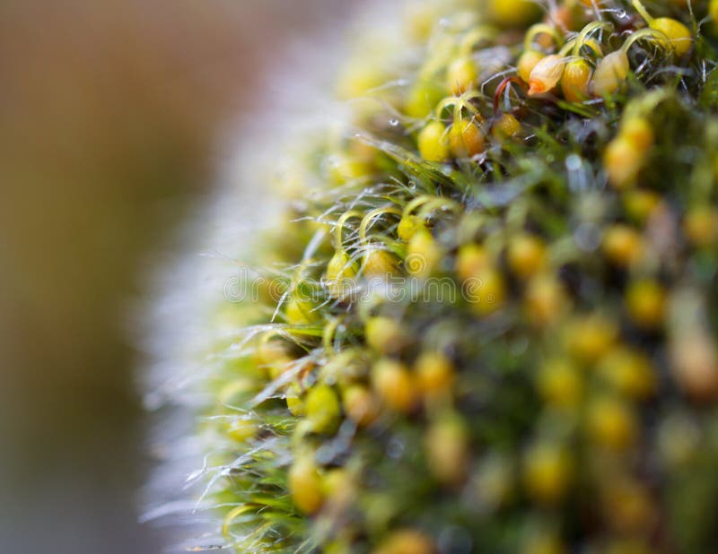 Burnt moss in the sunlight stock image. Image of macro - 275220299