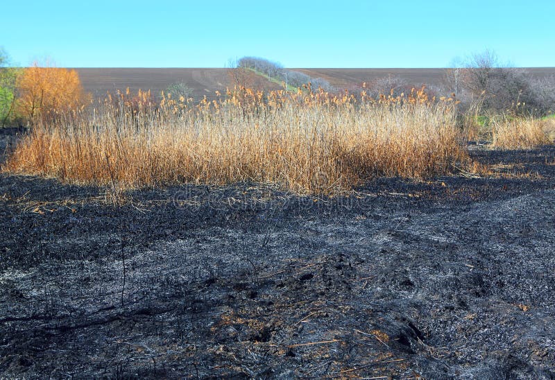 Burnt natural field stock photo. Image of landscape - 107403014