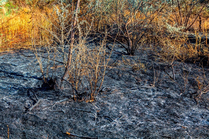 Burnt nature after fire stock image. Image of growing - 254807025