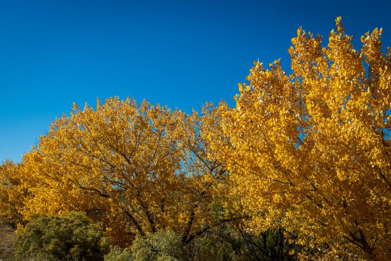Orange Trees stock image. Image of gerber, highcontrast - 233362983