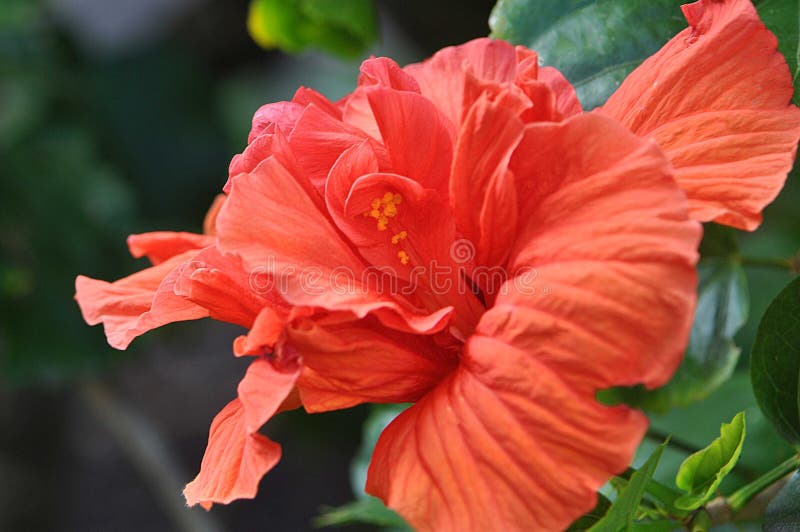 Burnt Orange Multi Layer Tropical Hibiscus Flower Stock Photo - Image ...