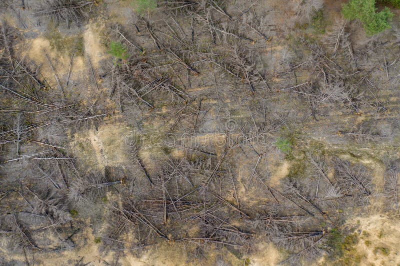 A Burnt-out Coniferous Forest with Fallen Trees. Consequences of a ...