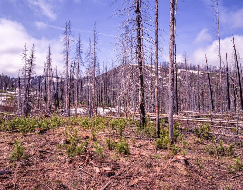 Burnt out Forest Fire stock photo. Image of mountain - 135556556