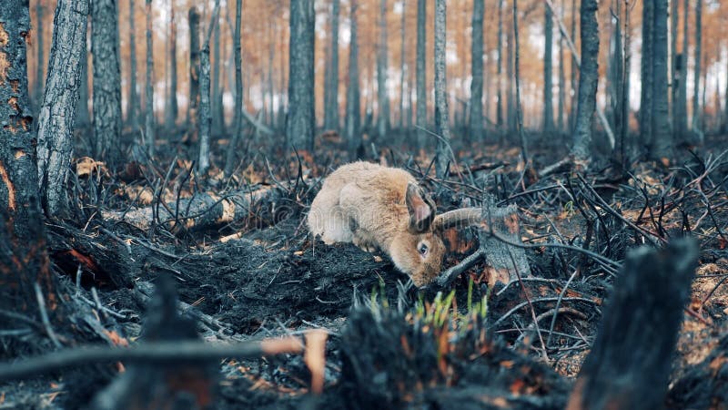 Burnt-out Forest with a Rabbit Eating Grass Stock Video - Video of ...