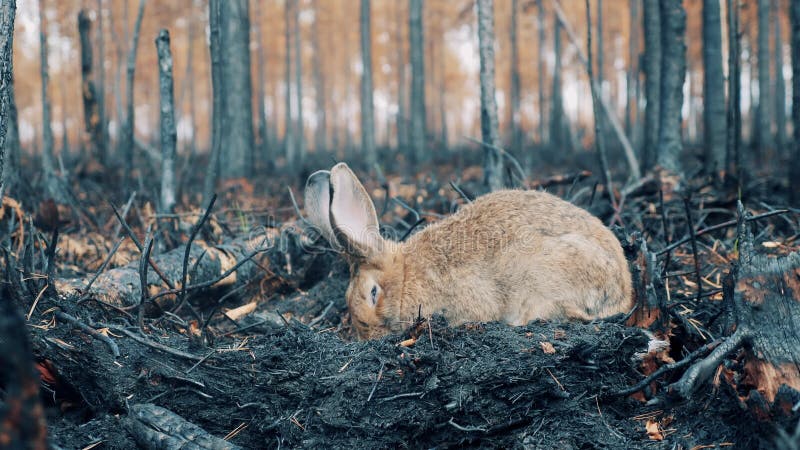Burnt-out Forest Ground with a Rabbit Sniffing it Stock Video - Video ...