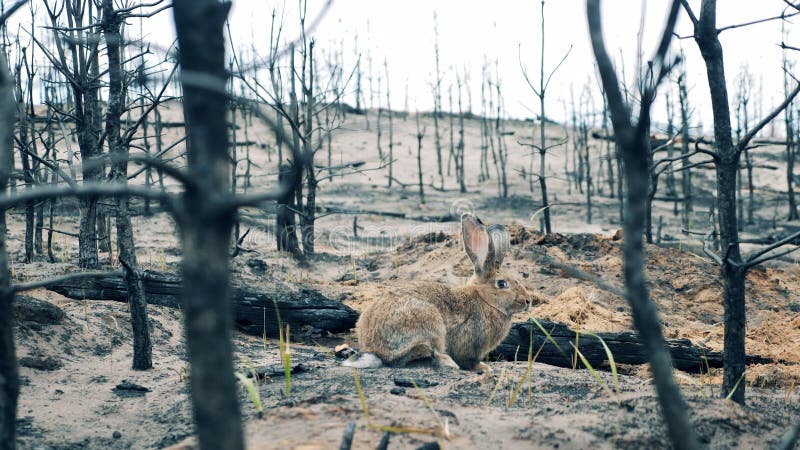 Burnt-out Forest with a Rabbit Eating Grass Stock Video - Video of ...