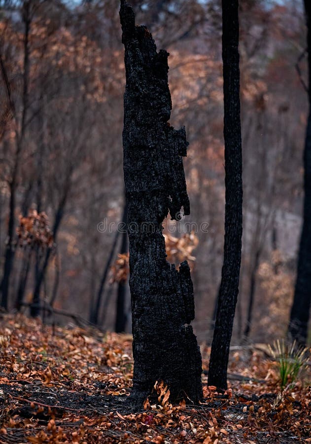 Burnt Out Tree in a Bushfire Ravaged Landscape Stock Photo - Image of ...
