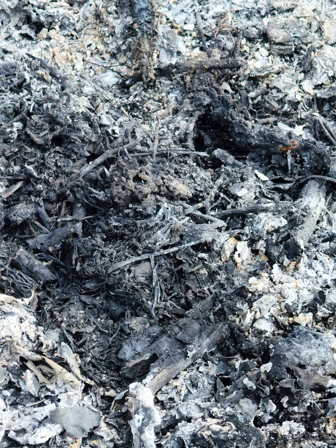 Burnt Out of Burnt Tree, Fire and Burned Grass in the Forest Stock ...