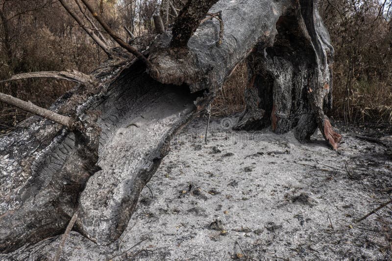 Burnt Out Tree Remnants of a Forest Fire Stock Image - Image of ...
