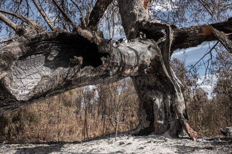 955 Tree Scorched Forest Fire Stock Photos - Free & Royalty-Free Stock ...