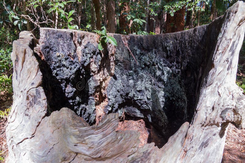 641 Burnt Out Tree Photos - Free & Royalty-Free Stock Photos from ...