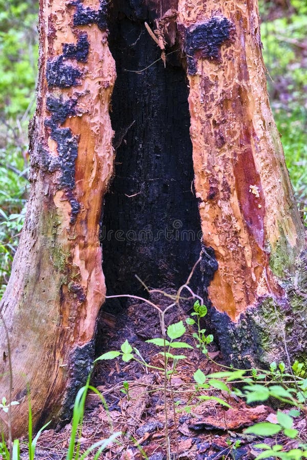 Burnt Out Tree Trunk General Plan Vertical Color Stock Image - Image of ...