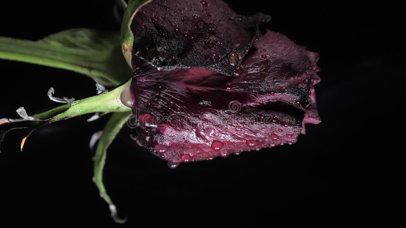 The Burnt Petals of the Red Rose Inside the Dark Room. Romantic Concept ...