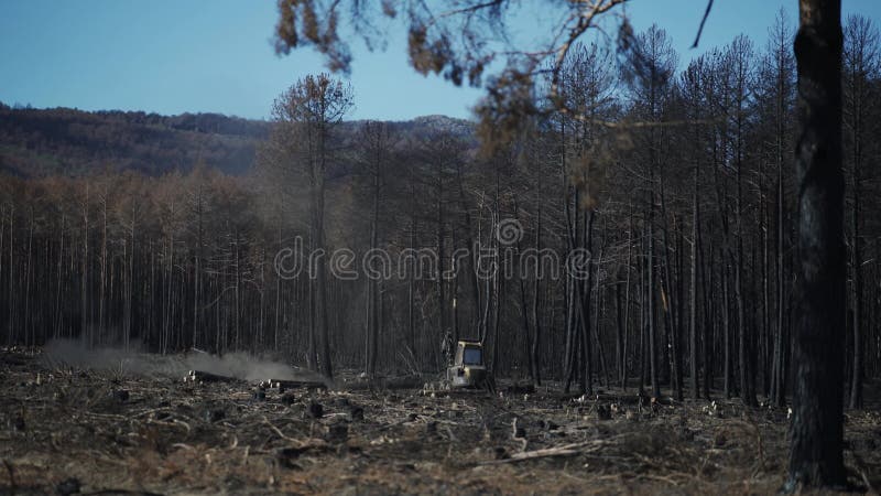 Burnt Pine Forest and Machine Logging Stock Video - Video of autumn ...