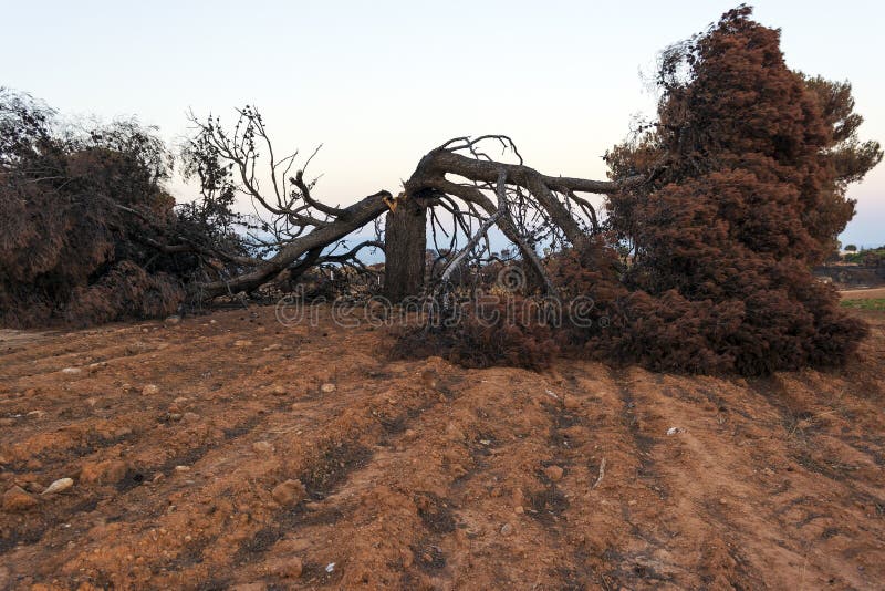 Burnt Pine Tree after a Large Fire in Mati, Greece Stock Image - Image ...