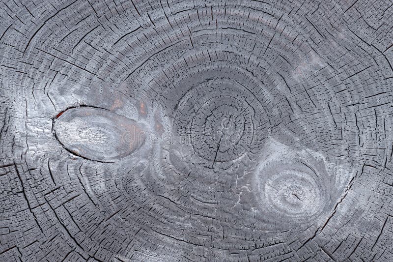 Burnt Pine Tree Stump. Wood Cross Section Structure. Revealing Patterns ...