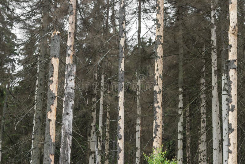 Burnt Pine Tree Trunks in the Mountain Forest. Aftermath of a Woodland ...