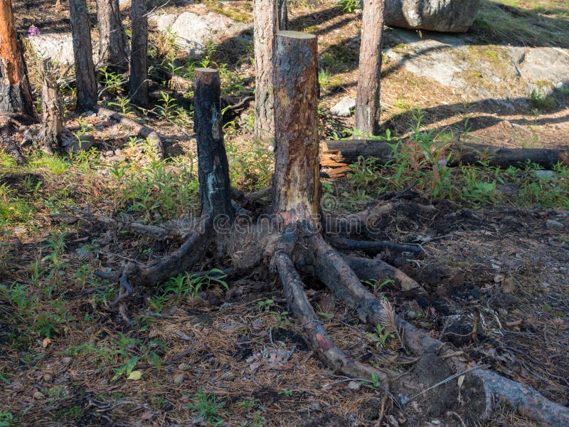 Burnt pine trees and roots stock image. Image of danger - 252932167