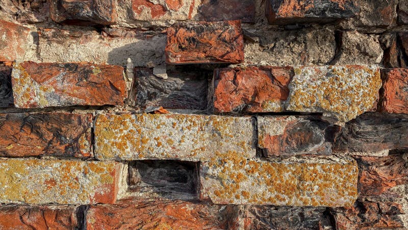 The Moss in the Burnt Forest Stock Photo - Image of woodland, burnt ...