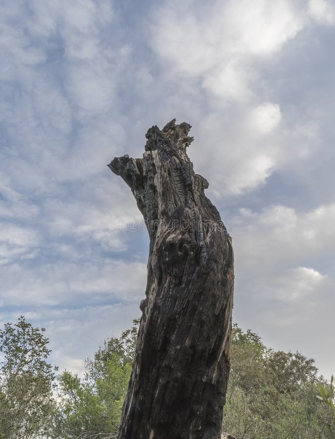 A Burnt Pine Tree stock photo. Image of global, nature - 112700886
