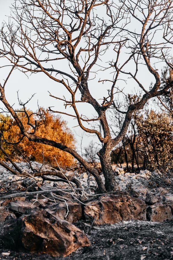 Burnt Remains of a Forest in Croatia on a Sunny Morning Stock Photo ...