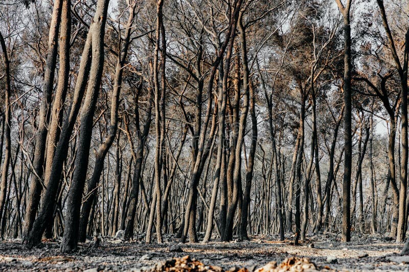 Burnt Remains of a Forest in Croatia on a Sunny Morning Stock Photo ...