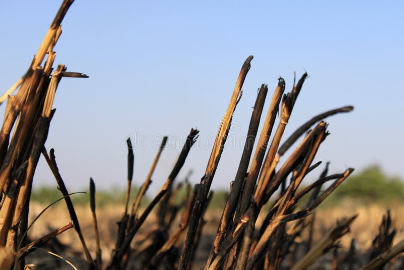 Burnt rice plant on field. stock photo. Image of plant - 168760104