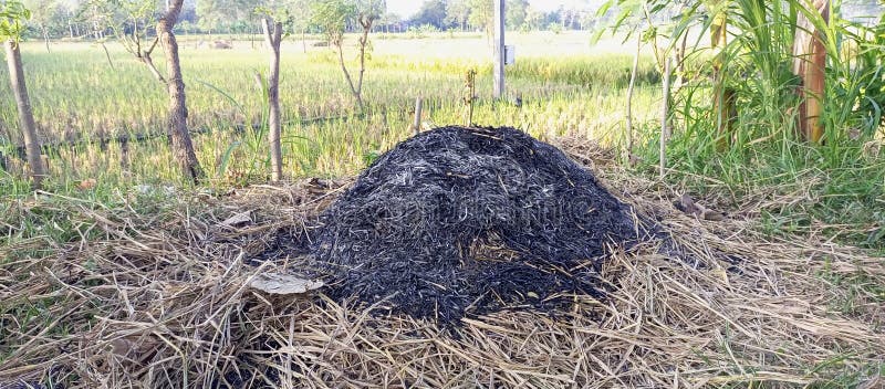 Burnt Rice Straw is Used As Fertilizer Stock Image - Image of harvest ...