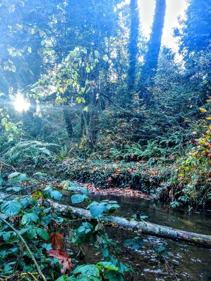 Burnt Ridge Trail River Sunny Stock Image - Image of trail, sunny ...
