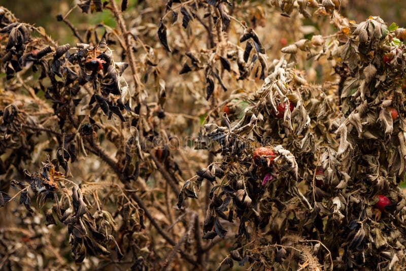 Burnt Rose Bush Twig Leaves Near Fire Stock Image - Image of burnt ...