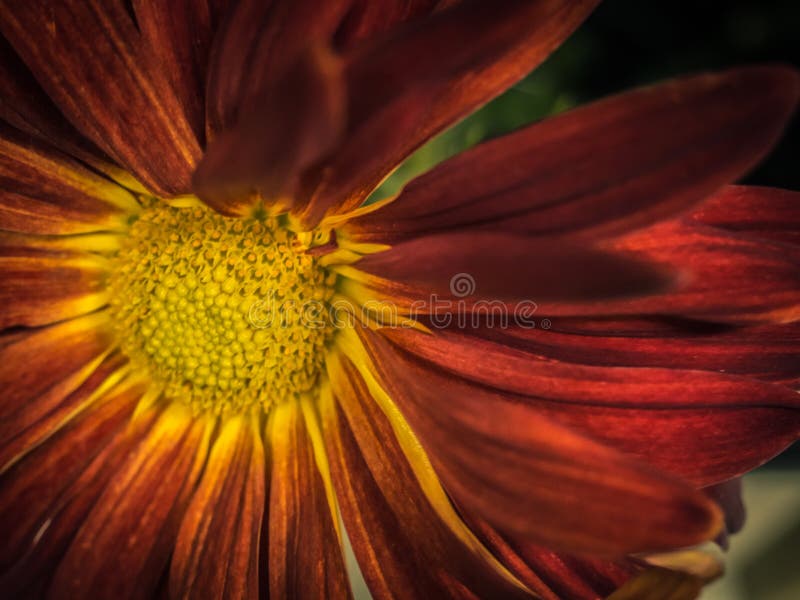 Burnt Rover Disbud Daisy Bloom Stock Photo - Image of background ...
